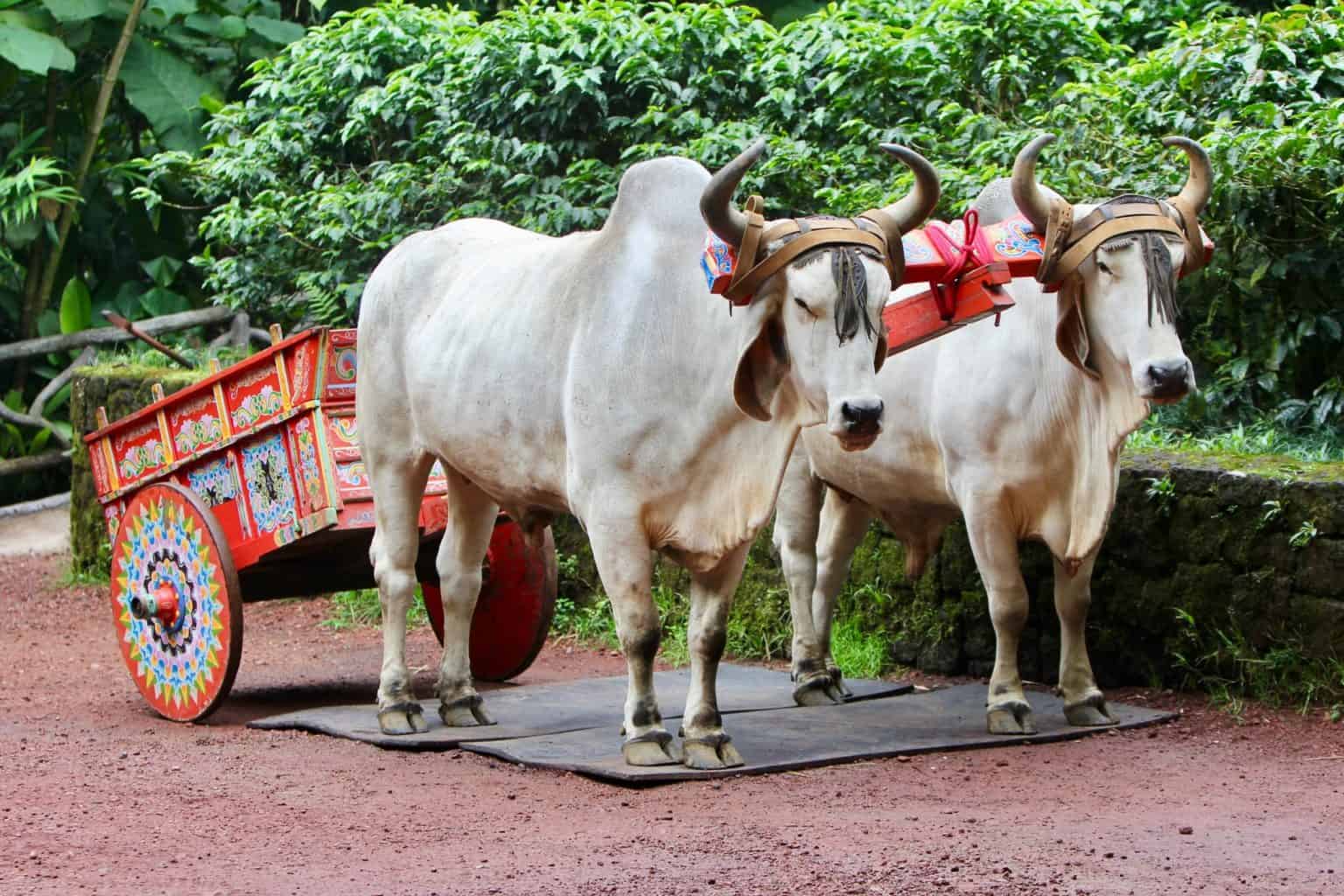 What are the Ox Carts of Costa Rica? - Tico Travel