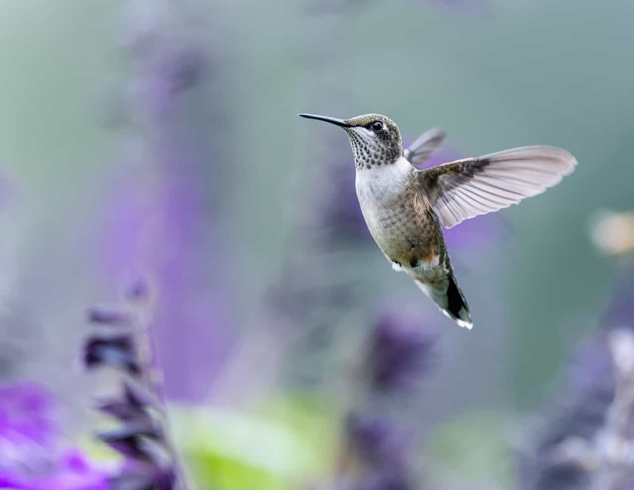 How to Photograph Hummingbirds in Costa Rica - Tico Travel